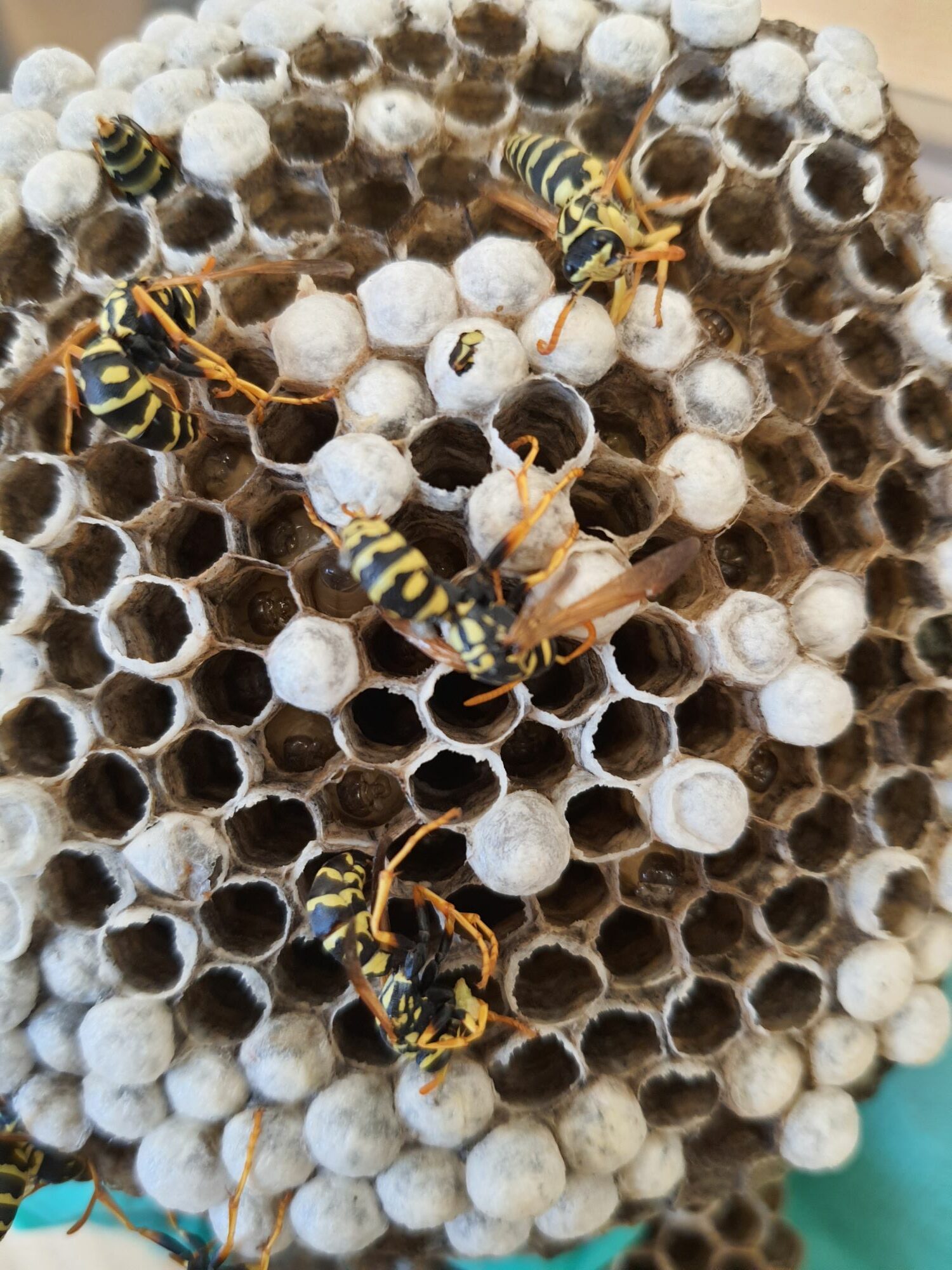 Wasp Control -- JukBarosh- Elad Uri